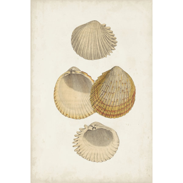 Highland Dunes Antiquarian Shell Study II | Wayfair.co.uk